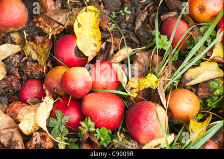 Red Windfall Eating Apples Lie Rotting on The Ground in an Oxfordshire ...