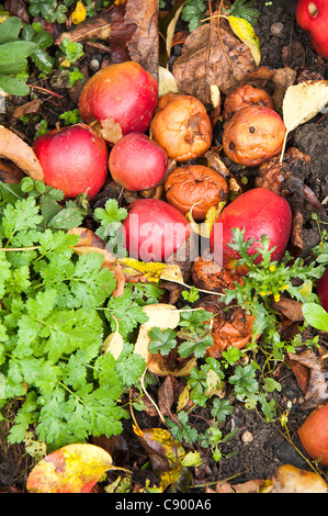 Red Windfall Eating Apples Lie Rotting on The Ground in an Oxfordshire ...
