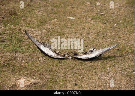 Dead bird - Manx shearwater (Puffinus puffinus) partly decomposed ...