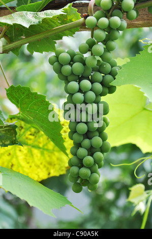 Bright bunches of fresh grapes growing on vine with thin twigs and ...