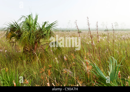 Sawgrass Prairie, morning light, Everglades National Park, Florida ...