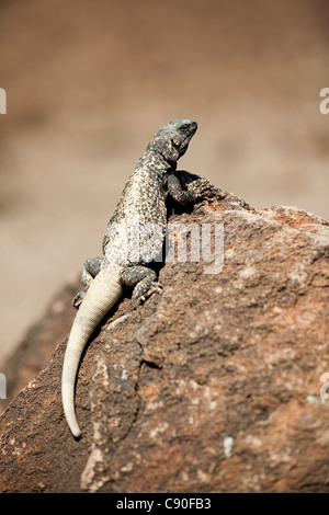 Desert Iguana, Death Valley, Nevada, USA Stock Photo - Alamy