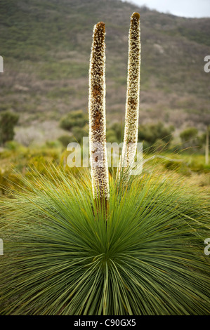 Flowering grass tree, Wilsons Promontory National Park, Victoria ...