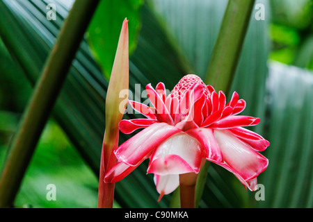 Blossom of torch ginger, La Reunion, Indian Ocean Stock Photo - Alamy