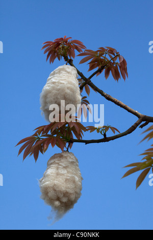 Branch of a Kapok tree with cottony fruit, Zanzibar, Tanzania, Africa ...