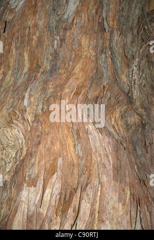 Spotted Gum Tree (Corymbia citriodora variegata), Mt. Cootha Botanic ...