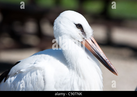 France Alsace Stork Reintroduction Center near Hunawihr Stock Photo - Alamy