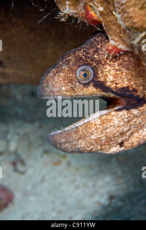 Masked Moray Eel, Gymnothorax breedeni, in hole in coral, Morgue dive ...