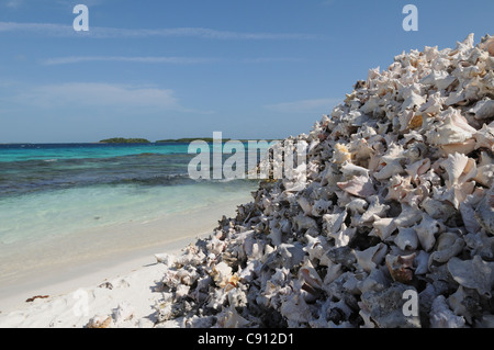 Beach scene of conch shells in Ambergris Caye, Belize, in the Caribbean ...