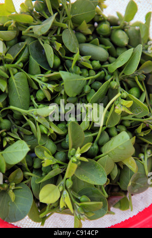 Caper bushes (Capparis spinosa) growing in the wild - Larnaca, Cyprus ...