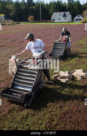 Cranberry harvesting machine Stock Photo - Alamy