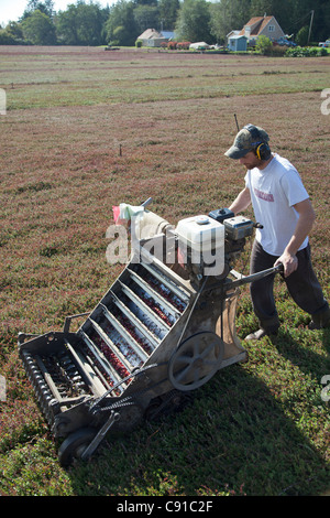 Cranberry harvesting machine Stock Photo - Alamy