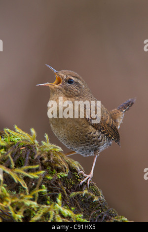 Winter Wren (Troglodytes troglodytes) Perched on Black Twigs Over ...