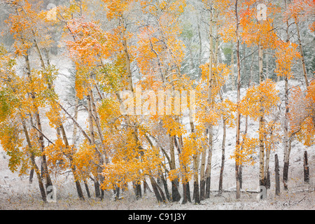 Fall colored Aspens and recent snow, Yellowstone National Park Stock ...