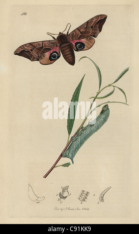 Eyed hawk-moth (Smerinthus ocellata). Illustration from 'The Aurelian ...