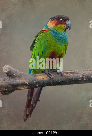 ochre-marked parakeet or blue-throated parakeet, Pyrrhura cruentata ...