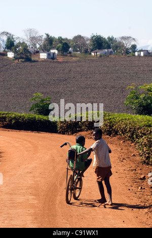 Lujeri tea estate, Mulanje Massif, Malawi Stock Photo - Alamy