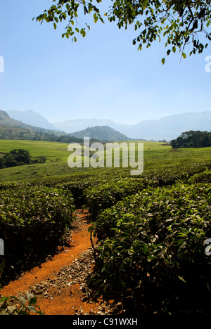 Tea fields make strking patterns in the Lujeri Tea Estate on the ...