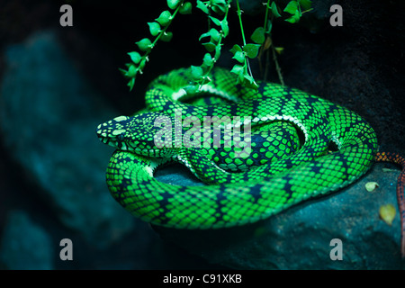 Parias sumatranus Sumatran Pit Viper inhabits lowland rainforests of ...
