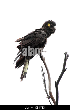 A Yellow-tailed black cockatoo in a Casuarina tree eating Sheoak nuts ...