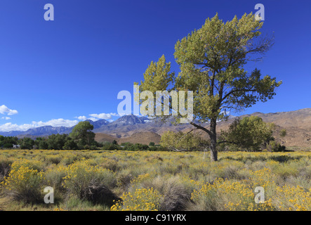 Grassy foothills of Sierra Nevada mountains in California Stock Photo ...