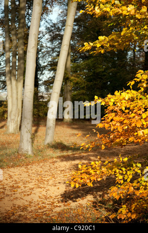 Trees with autumn leaves, Suffolk, UK Stock Photo - Alamy