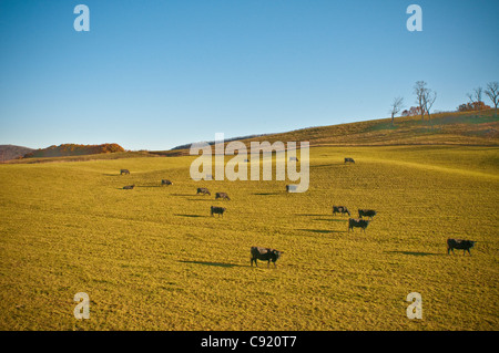pasture growing in a field. cattle grass growing in a paddock in spring ...