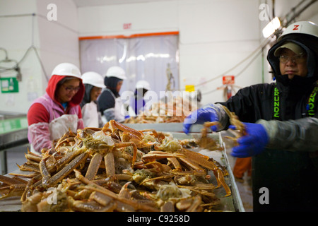 Cannery workers process Tanner Crab on the slime line at Alaska Fresh ...