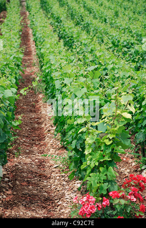 Nolay in Burgundy France Stock Photo - Alamy
