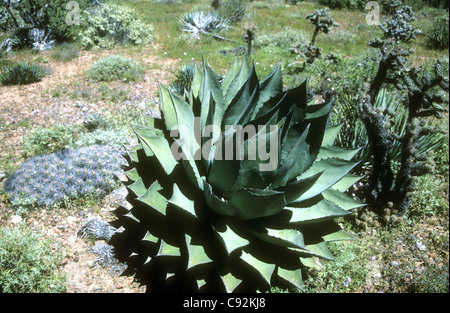 Baja California, Mexico. Blooming Agave (Agave sp.) detail near Mission ...