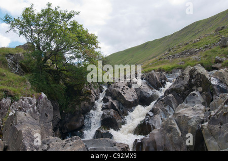 Rowan tree (sorbus aucuparia) and waterfall on Gameshope Burn near ...