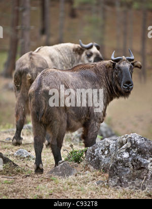 Takin, national animal of Bhutan, Motithang Takin Preserve, Thimphu ...