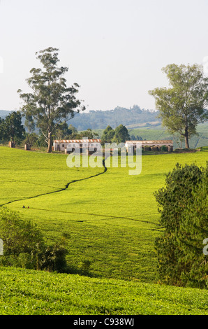 Malawi, Thyolo, Satemwa Tea Estate. A female tea picker out plucking ...