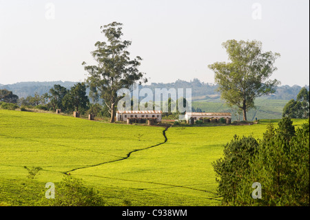 Malawi, Thyolo, Satemwa Tea Estate. A female tea picker out plucking ...