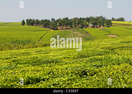 Malawi, Thyolo, Satemwa Tea Estate. A female tea picker out plucking ...