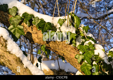 Common ivy (Hedera helix) snowy leaves growing on a garden trellis ...
