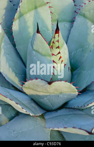 Parrasana agave (Agave parrasana Stock Photo - Alamy