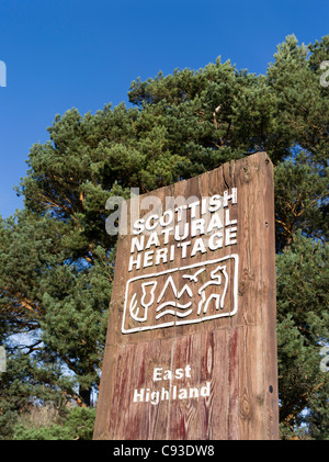 Natural Woodland Environment, UK Stock Photo - Alamy