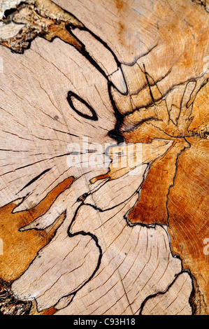 CROSS SECTION OF A BEECH TREE TRUNK SHOWING GROWTH RINGS ALSACE FRANCE ...