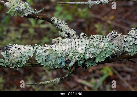 Patches of Greenshield Log Lichen or Foliose or Leafy Lichen on live ...