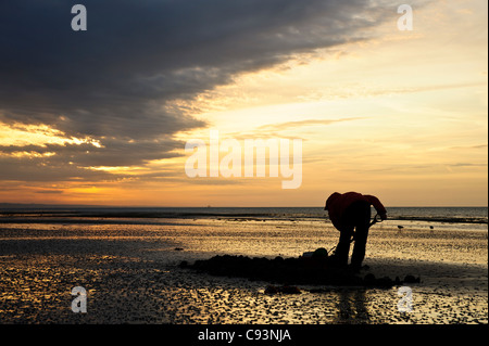 Digging for lugworms on Worthing beach at sunrise Stock Photo - Alamy