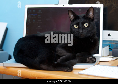 black cat on a mac laptop Stock Photo - Alamy