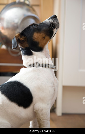 Jack Russell Terrier side profile Stock Photo - Alamy