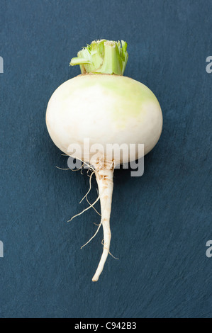 Single fresh picked white turnip with green leaves close up isolated on ...
