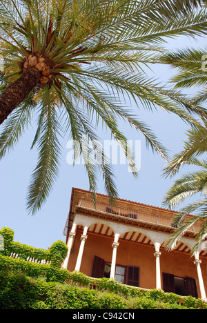 Palm trees in Palma de Mallorca Stock Photo - Alamy