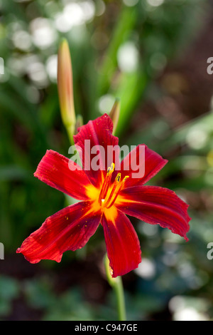 Daylily 'Crimson Pirate', Hemerocallis 'Crimson Pirate', flower Stock ...