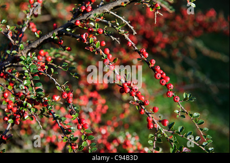 Red berries (cotoneaster horizontalis) in the garden. Autumn time Stock ...