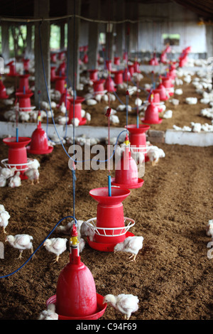 Chicken farm, South India, broiler chicken production unit Stock Photo ...