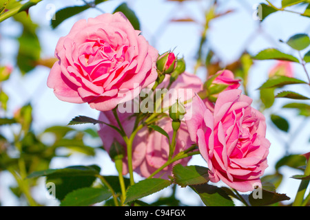 Beautiful pink rose blooming in garden Stock Photo - Alamy