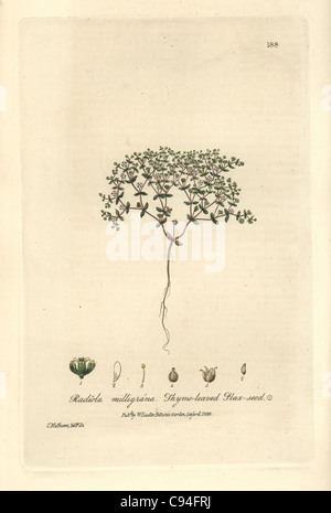 Thyme-leaved flax-seed, Radiola milligrana. Handcoloured copperplate ...